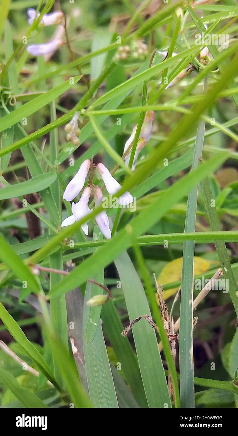 Fourleaf Vetch (Vicia acutifolia) Plantae Stock Photo - Alamy