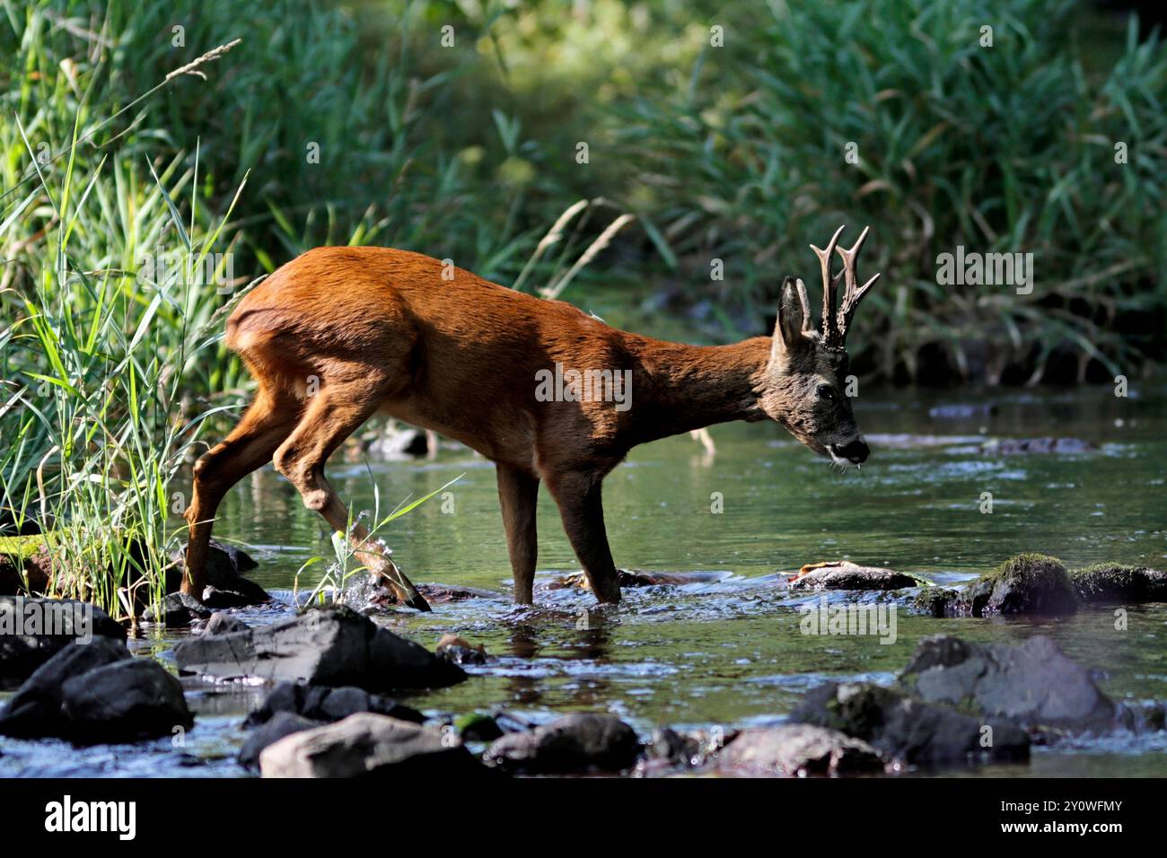 ROE DEER (Capreolus capreolus) buck stepping into a river, UK Stock ...