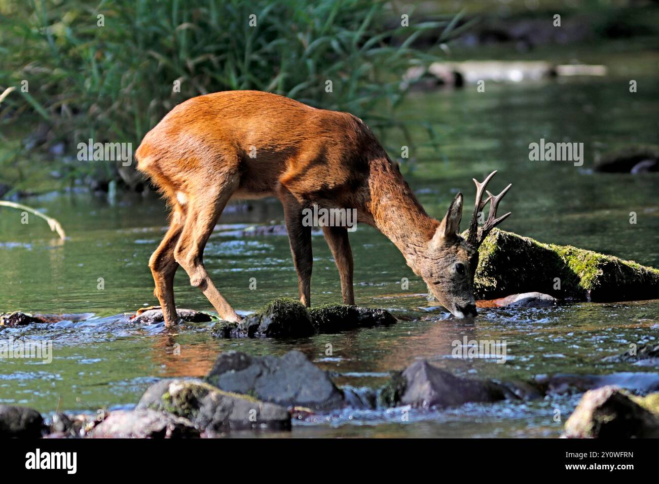 ROE DEER (Capreolus capreolus) buck drinking from a river, UK Stock ...
