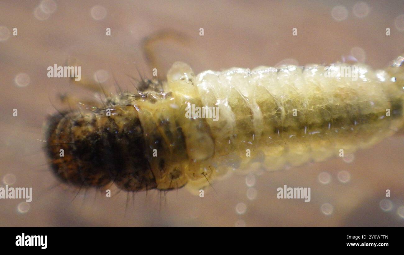 Northern Caddisflies (Limnephilidae) Insecta Stock Photo - Alamy