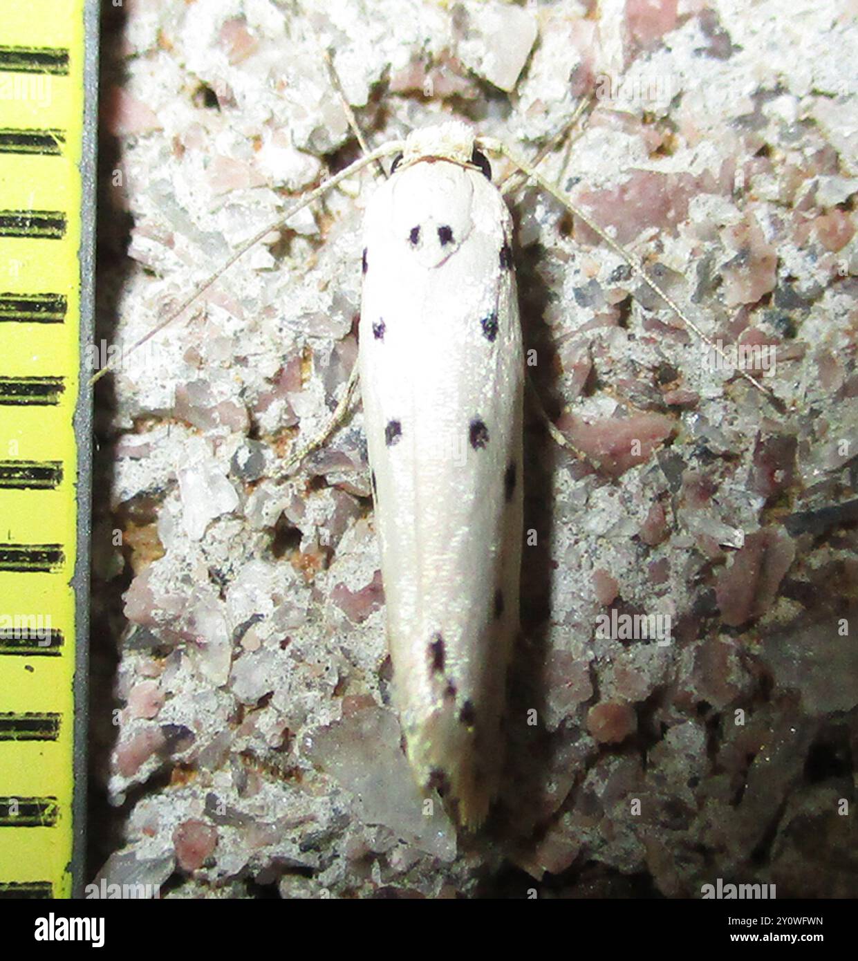 (Ethmia austronamibiensis) Insecta Stock Photo - Alamy