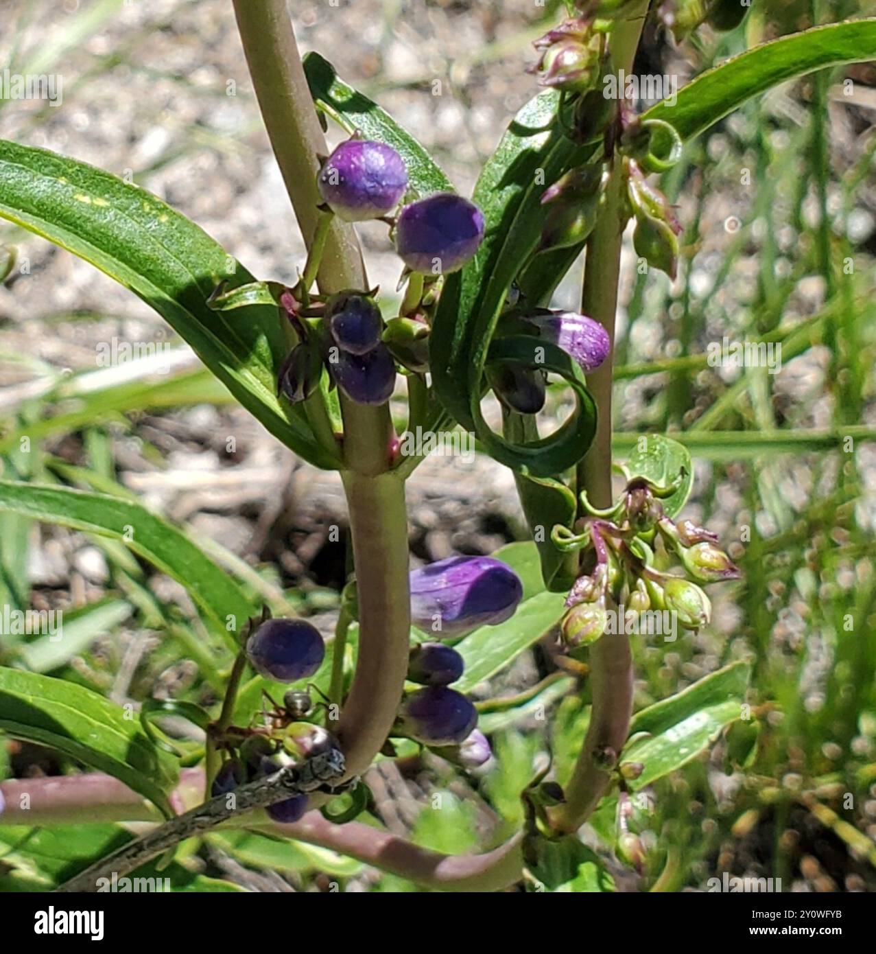 Rocky Mountain beardtongue (Penstemon strictus) Plantae Stock Photo - Alamy