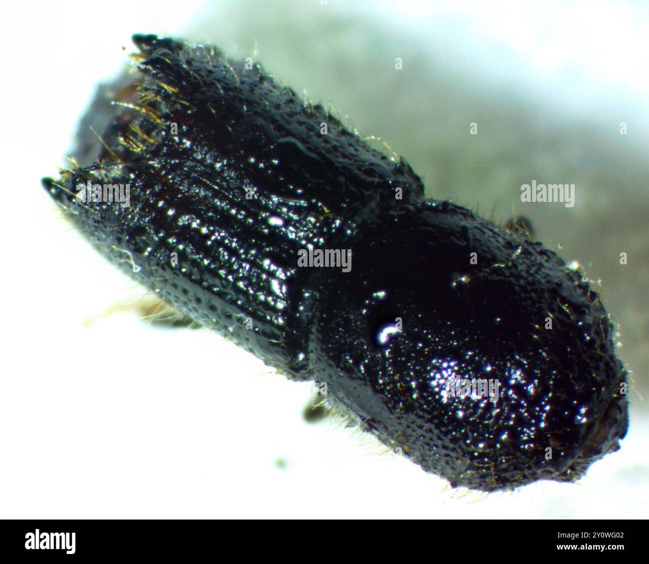 Sixspined Ips (Ips calligraphus) Insecta Stock Photo - Alamy