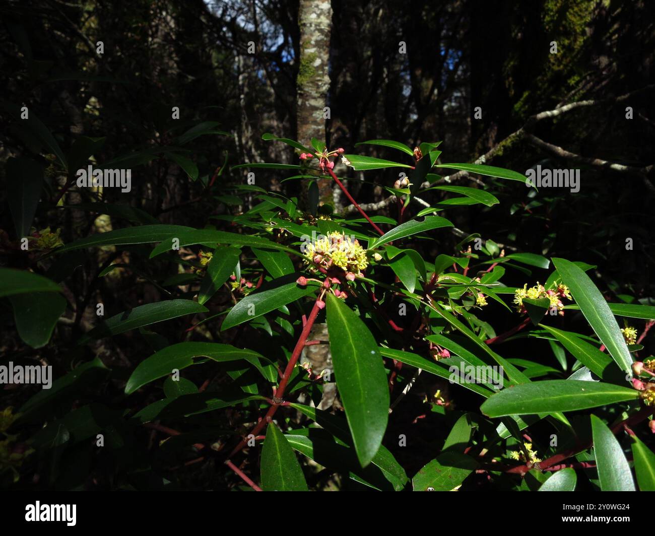 Mountain Pepper (Tasmannia lanceolata) Plantae Stock Photo - Alamy
