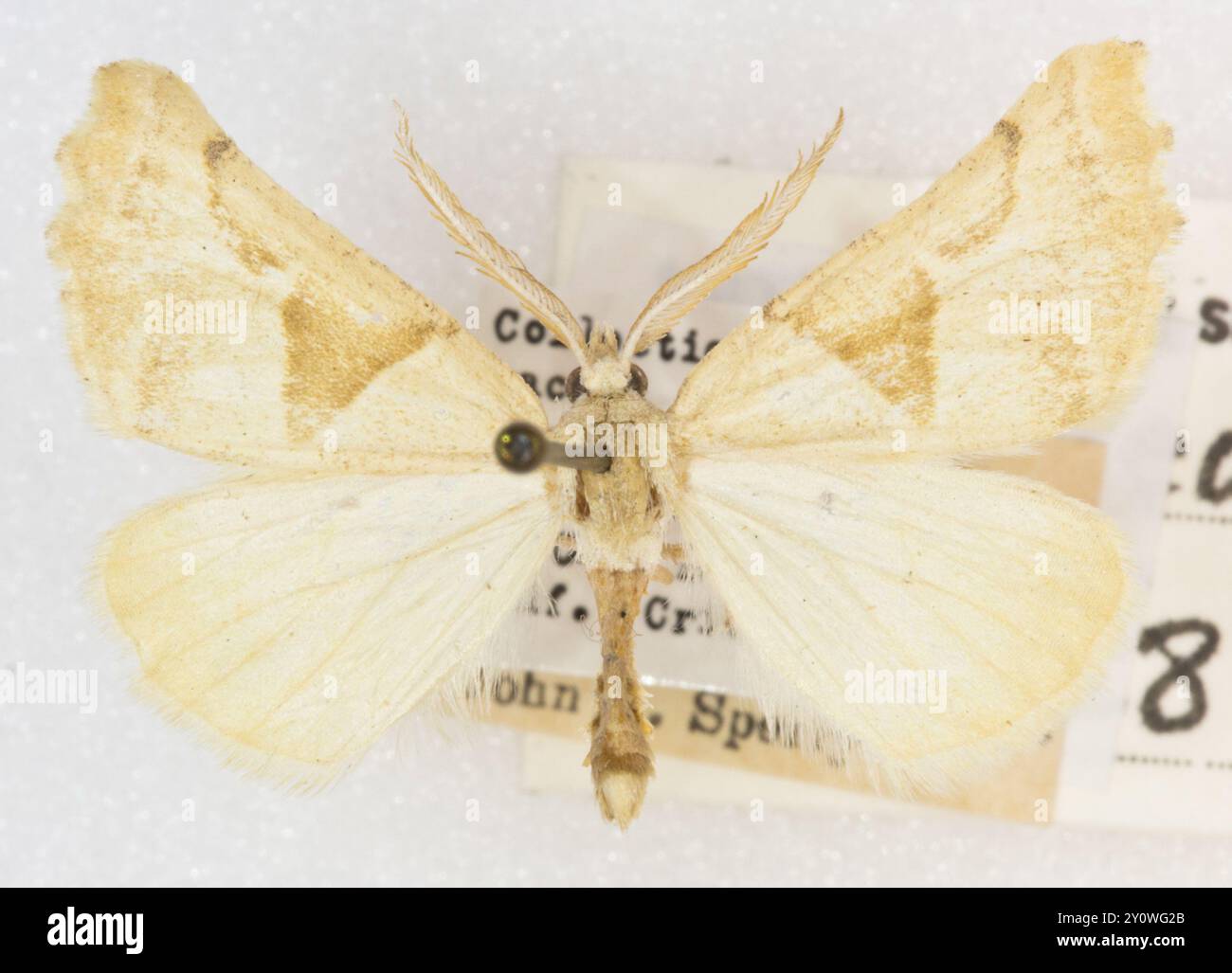 (Plataea calcaria) Insecta Stock Photo - Alamy