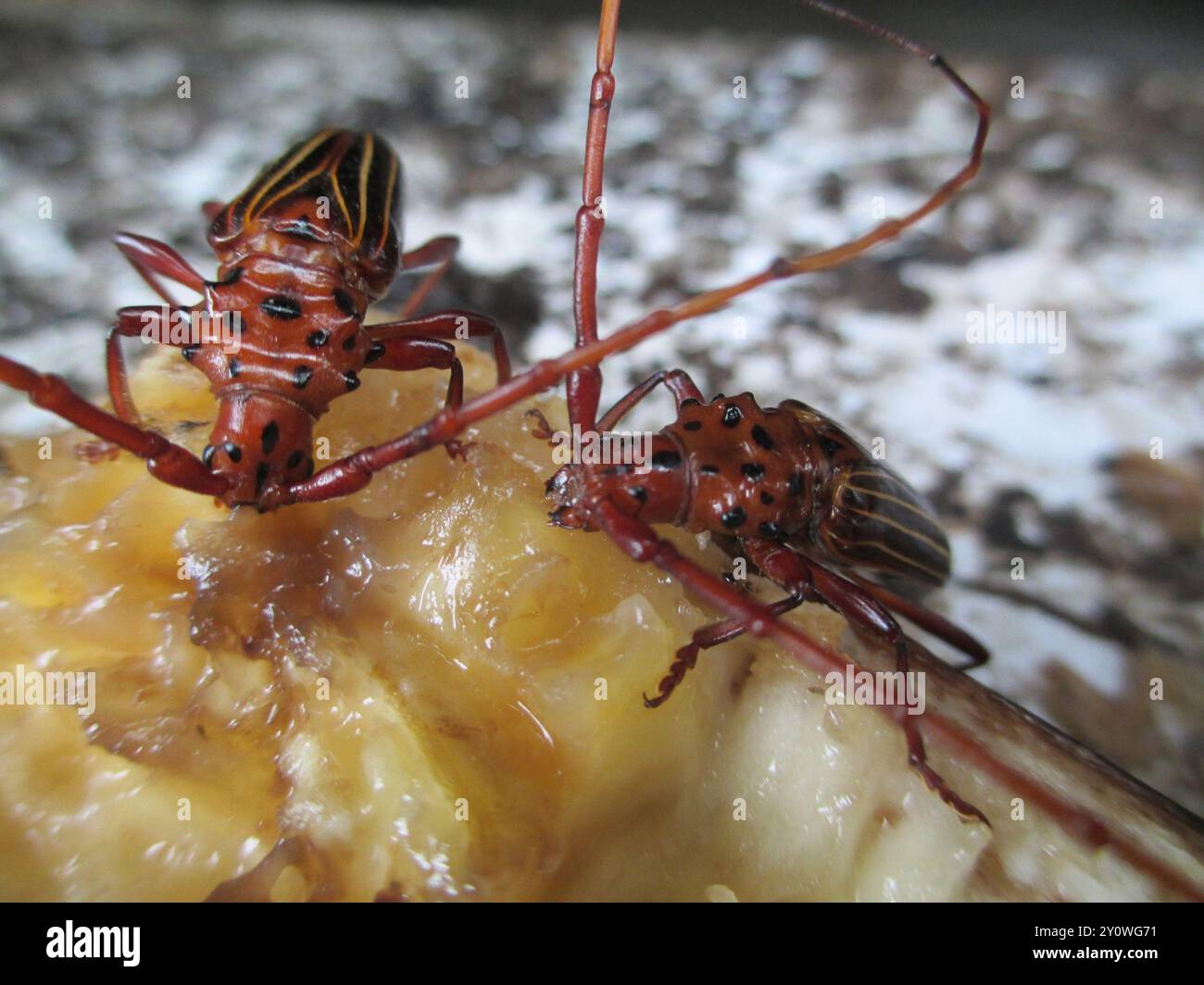 (Chydarteres striatus) Insecta Stock Photo - Alamy