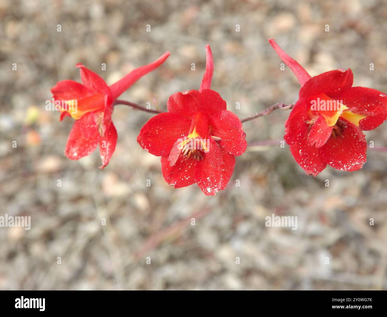 Scarlet Larkspur (Delphinium cardinale) Plantae Stock Photo - Alamy