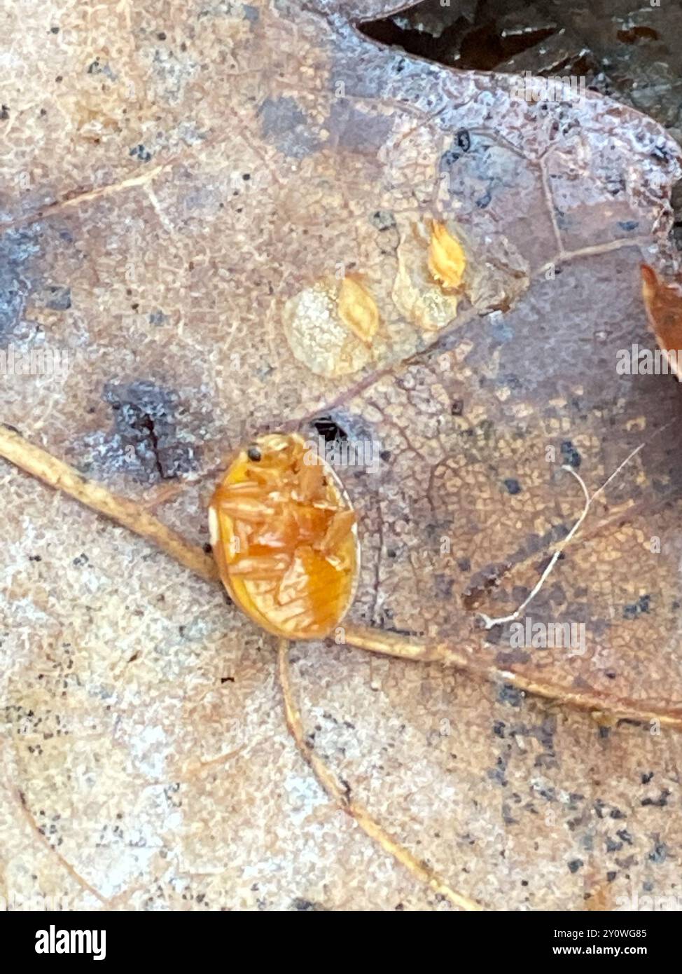 Little Arboreal Lady Beetle (Calvia decemguttata) Insecta Stock Photo ...