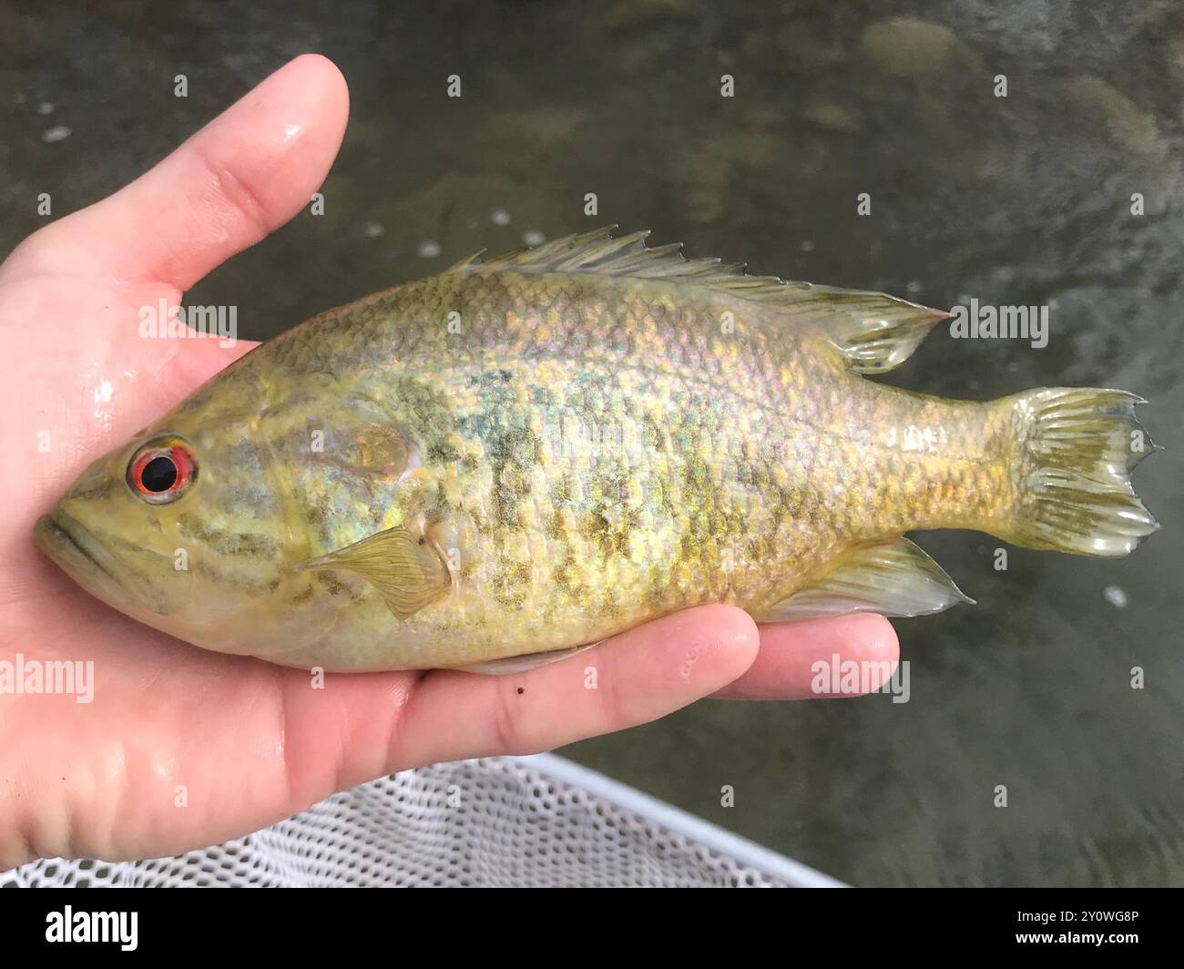 Warmouth (Lepomis gulosus) Actinopterygii Stock Photo - Alamy