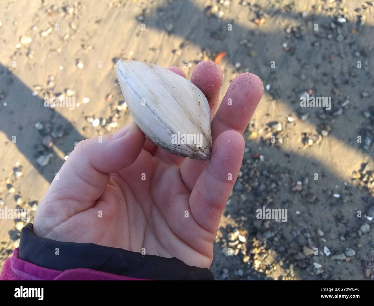 Northern Quahog (Mercenaria mercenaria) Mollusca Stock Photo - Alamy