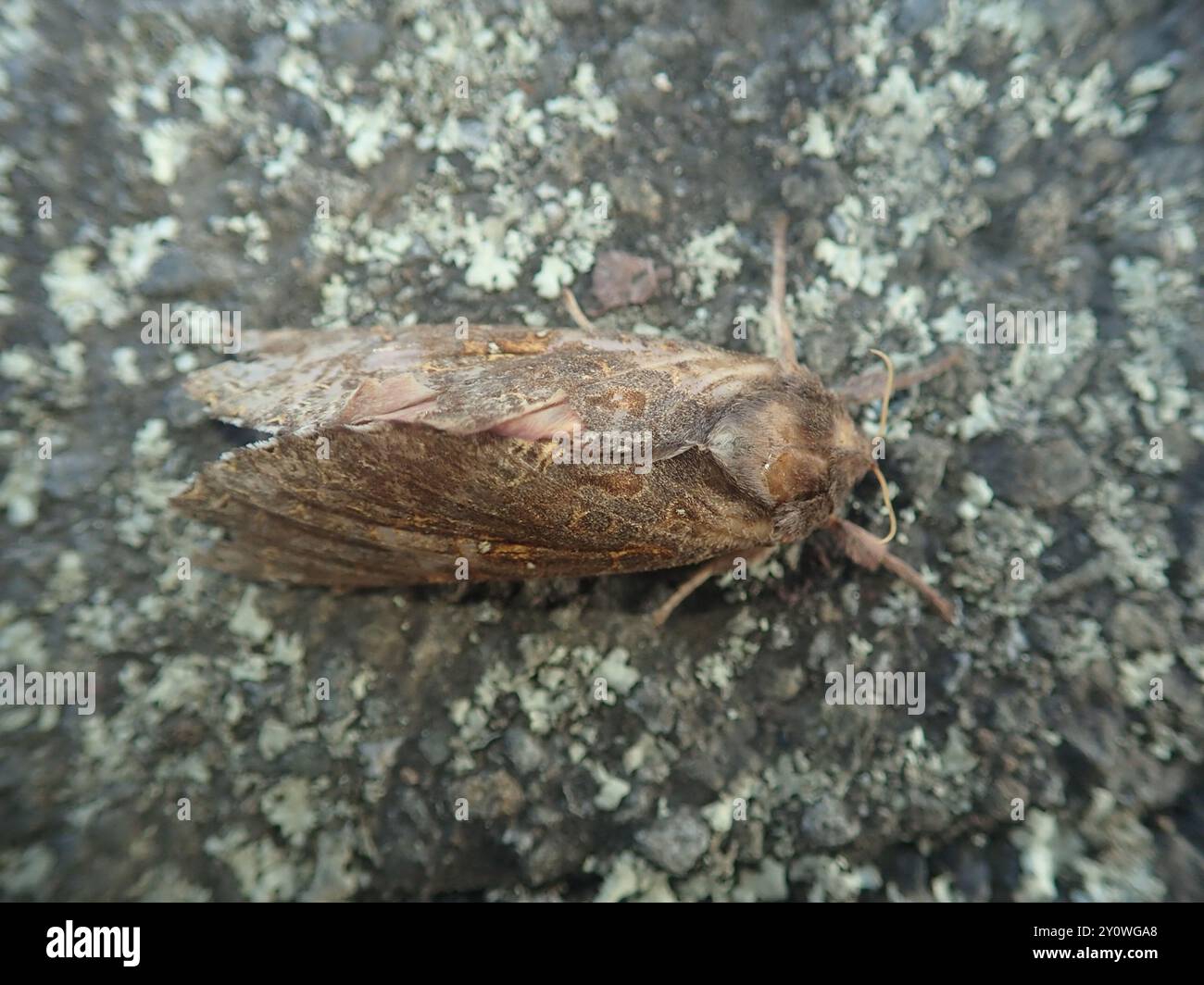 Forest Porina (Dumbletonius) Insecta Stock Photo - Alamy