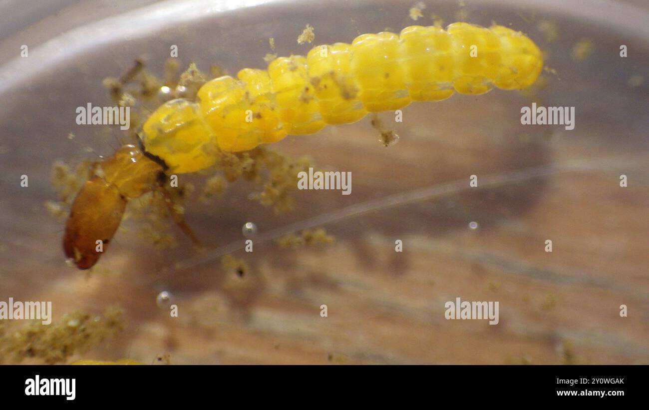 Little Black Caddisflies (Chimarra) Insecta Stock Photo - Alamy