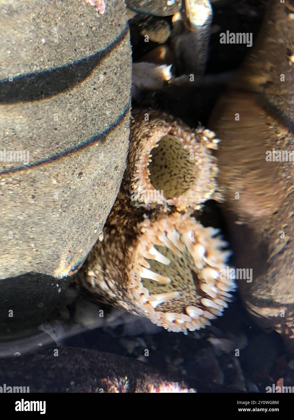 Venus Clams (Veneridae) Mollusca Stock Photo - Alamy