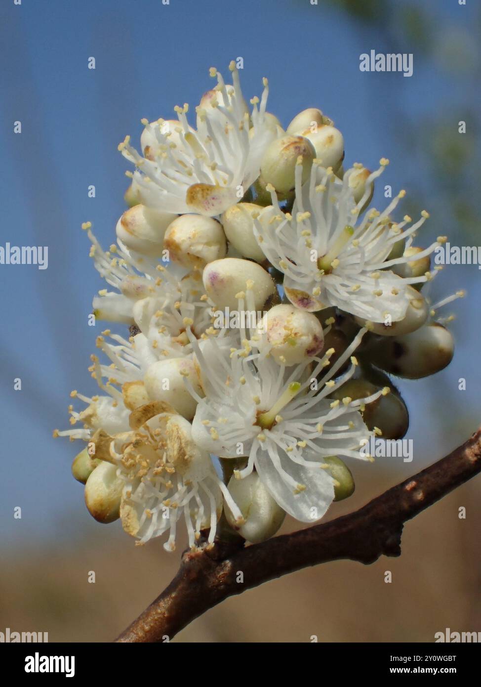 sapphire-berry (Symplocos paniculata) Plantae Stock Photo - Alamy