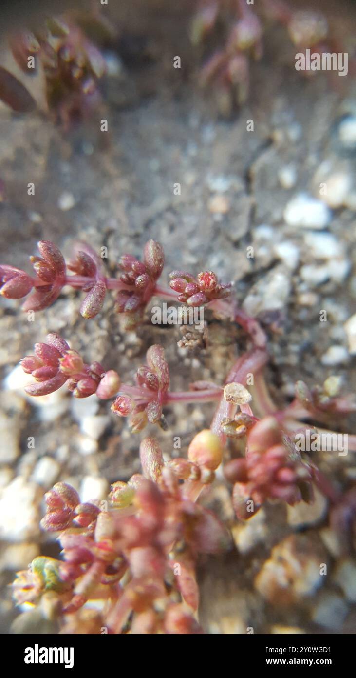 sand pygmyweed (Crassula connata) Plantae Stock Photo - Alamy