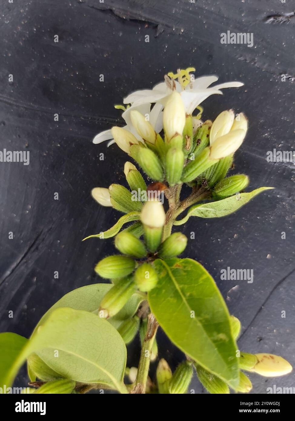 Spanish Elm (Cordia gerascanthus) Plantae Stock Photo - Alamy