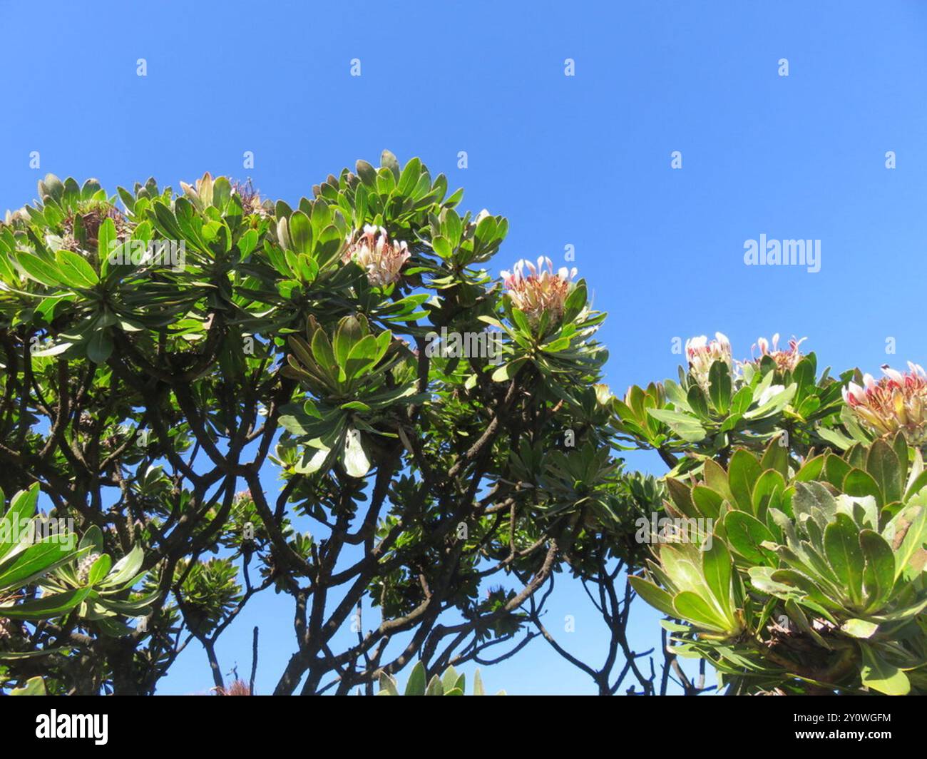 Tall Silver Sugarbush (Protea roupelliae roupelliae) Plantae Stock ...