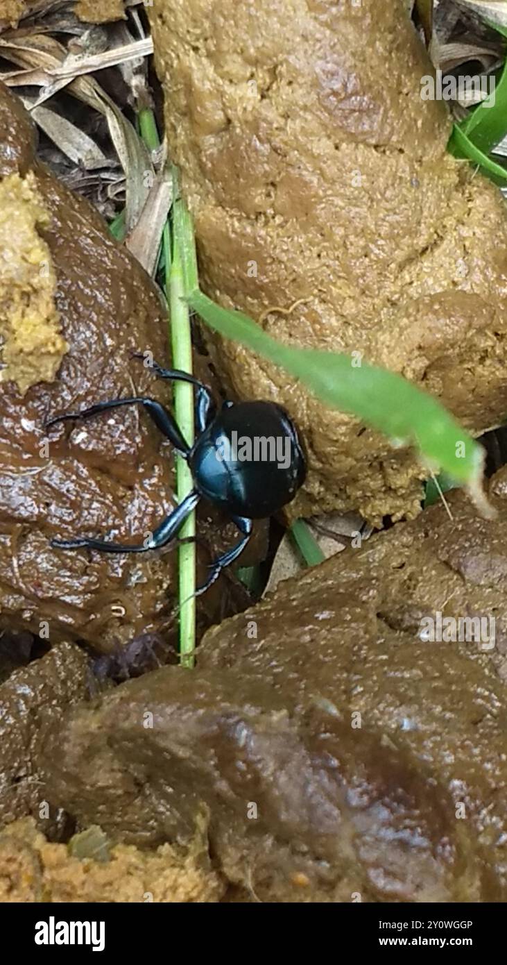 Dung Rollers (Canthon) Insecta Stock Photo - Alamy