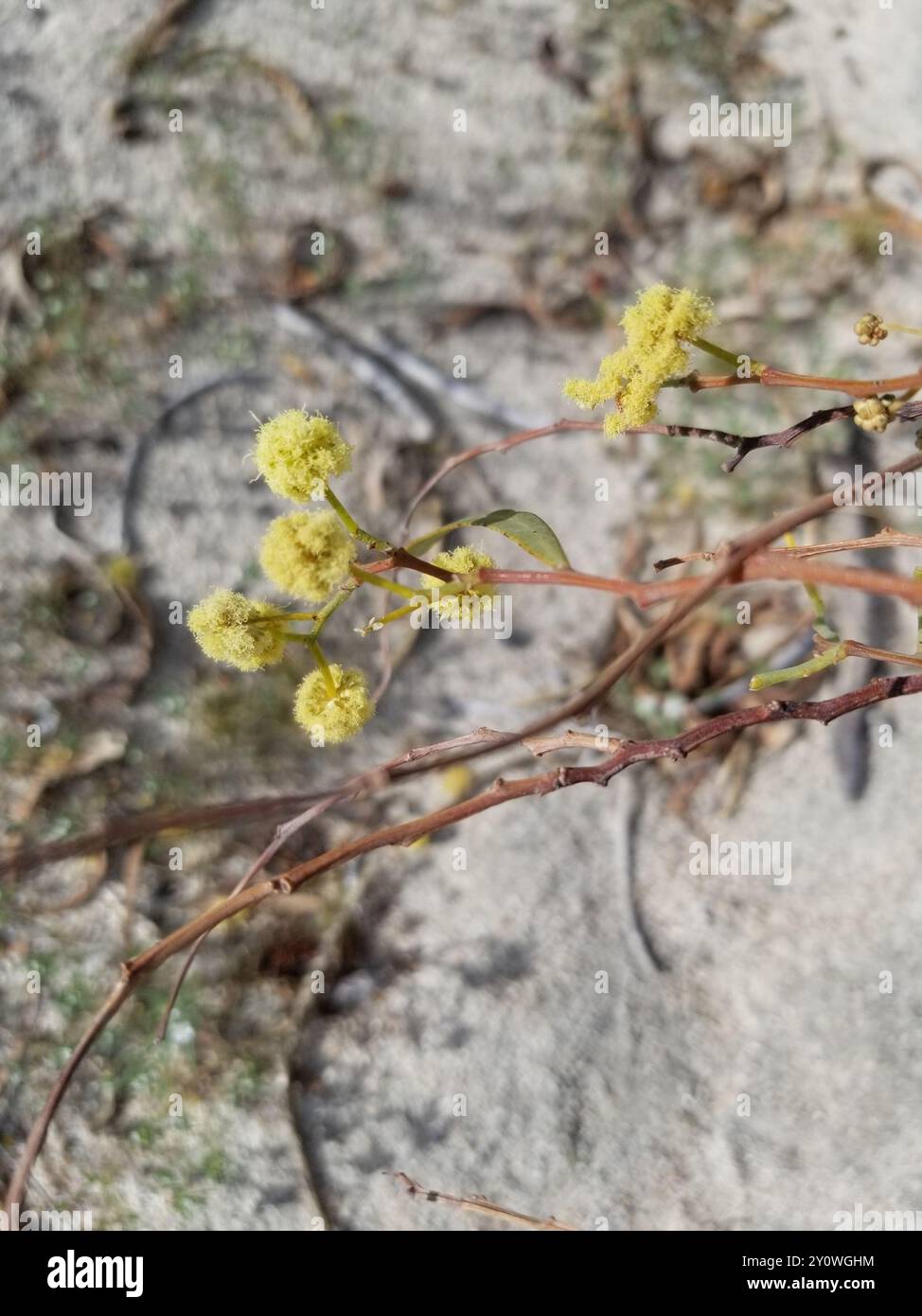 Willow Acacia (Acacia salicina) Plantae Stock Photo - Alamy
