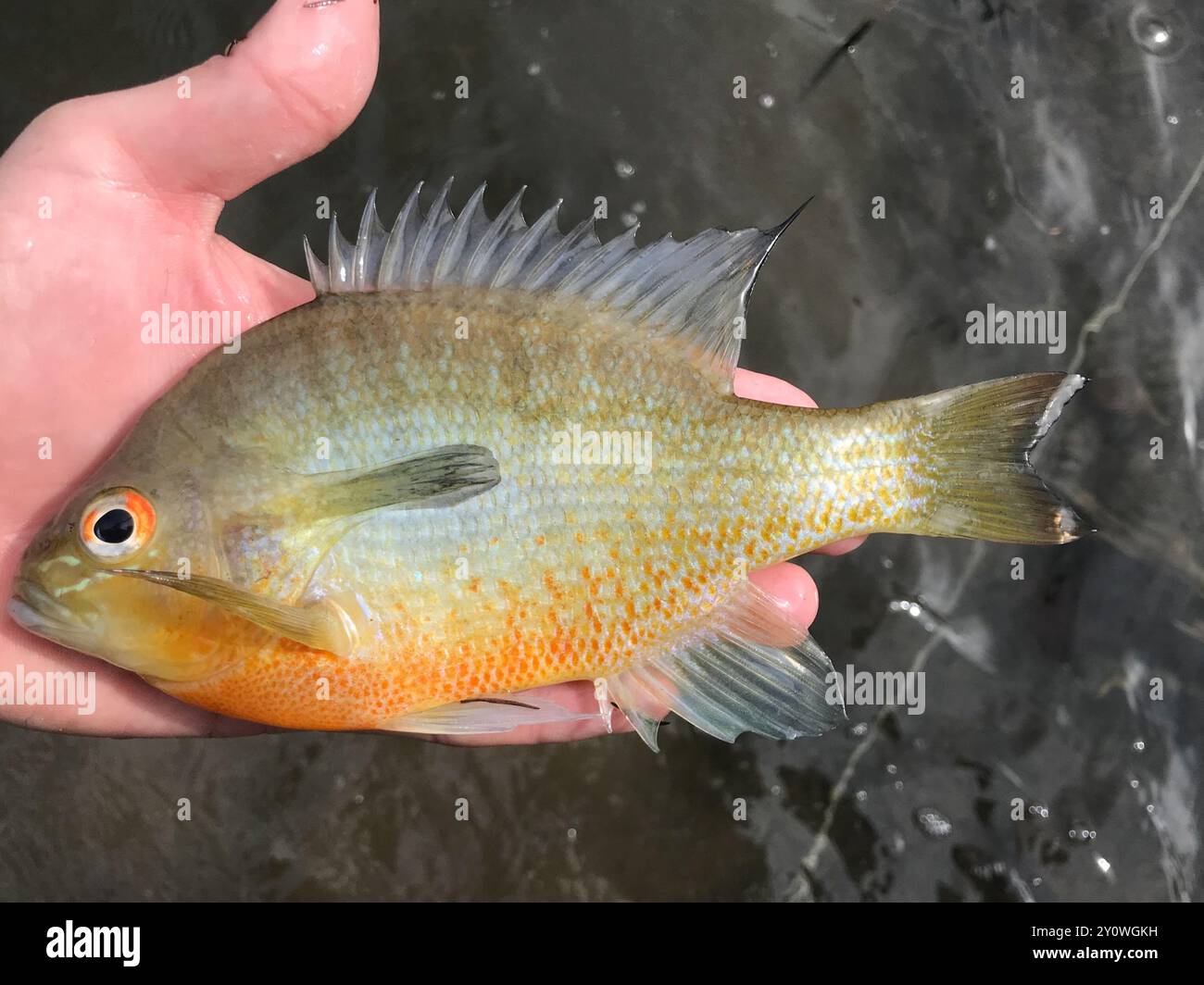 Redbreast Sunfish (Lepomis auritus) Actinopterygii Stock Photo - Alamy