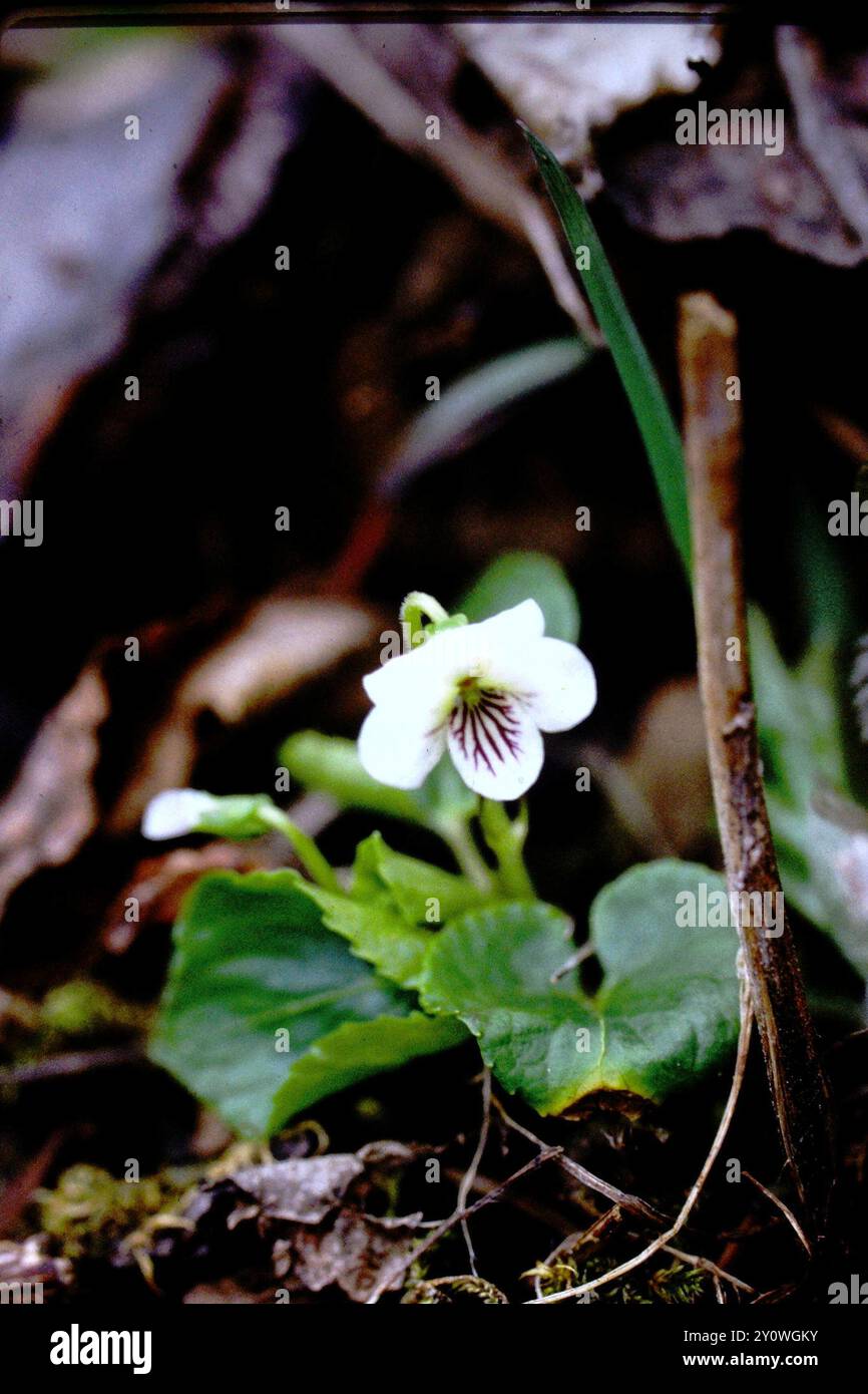 sweet white violet (Viola blanda) Plantae Stock Photo - Alamy