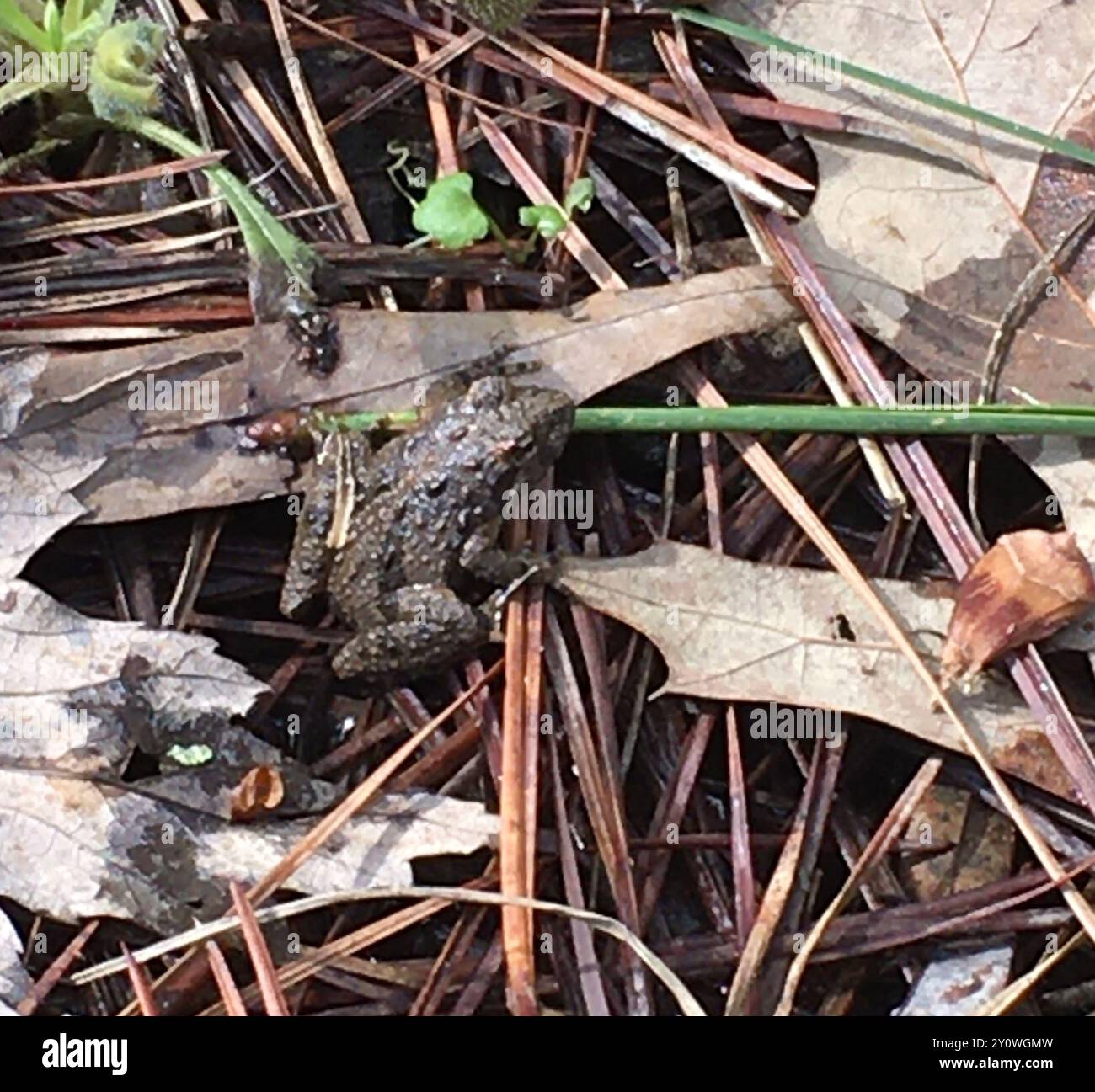 Northern Cricket Frog (Acris crepitans) Amphibia Stock Photo - Alamy
