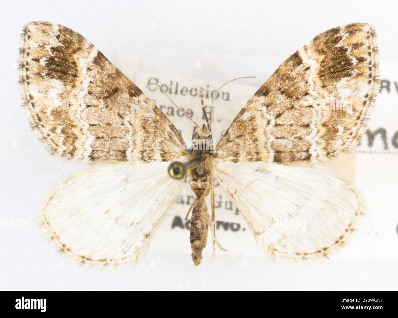 Grand Rivulet Moth (Martania grandis) Insecta Stock Photo - Alamy