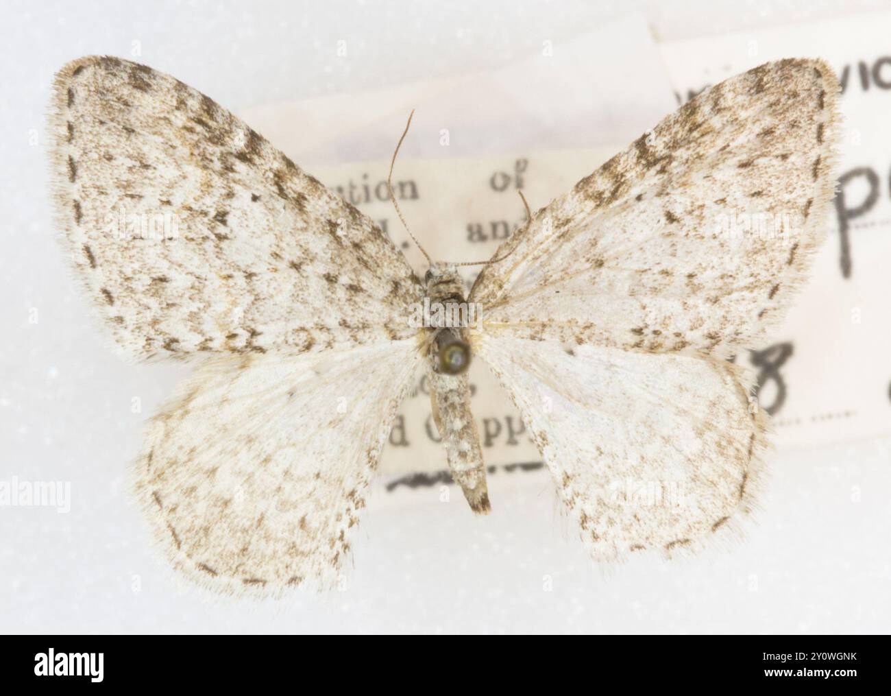 Pearsall's Carpet Moth (Venusia pearsalli) Insecta Stock Photo - Alamy