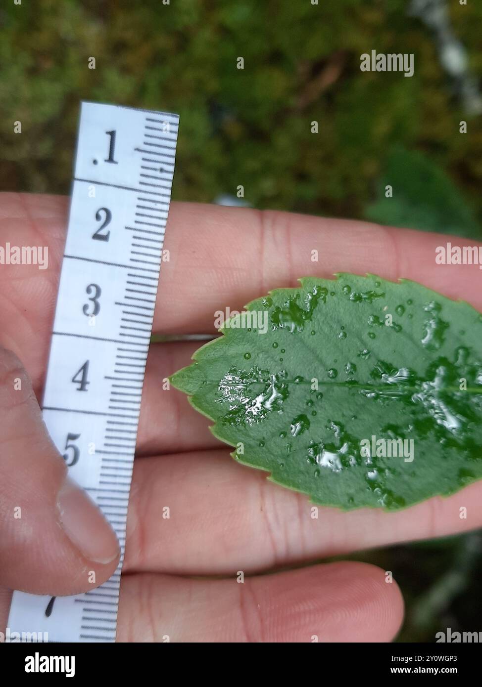 Mountain Five Finger (Pseudopanax colensoi) Plantae Stock Photo - Alamy