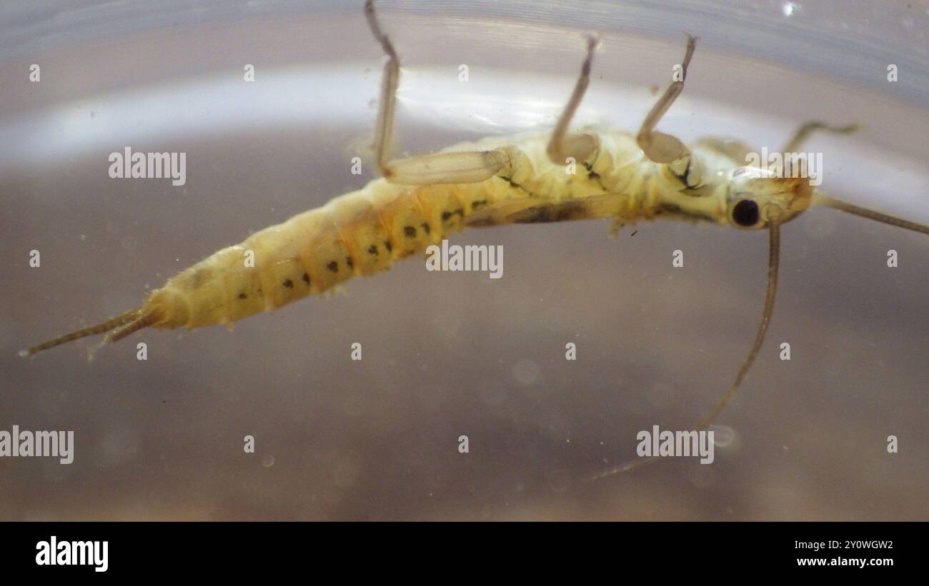 Small Winter Stoneflies (Capniidae) Insecta Stock Photo - Alamy