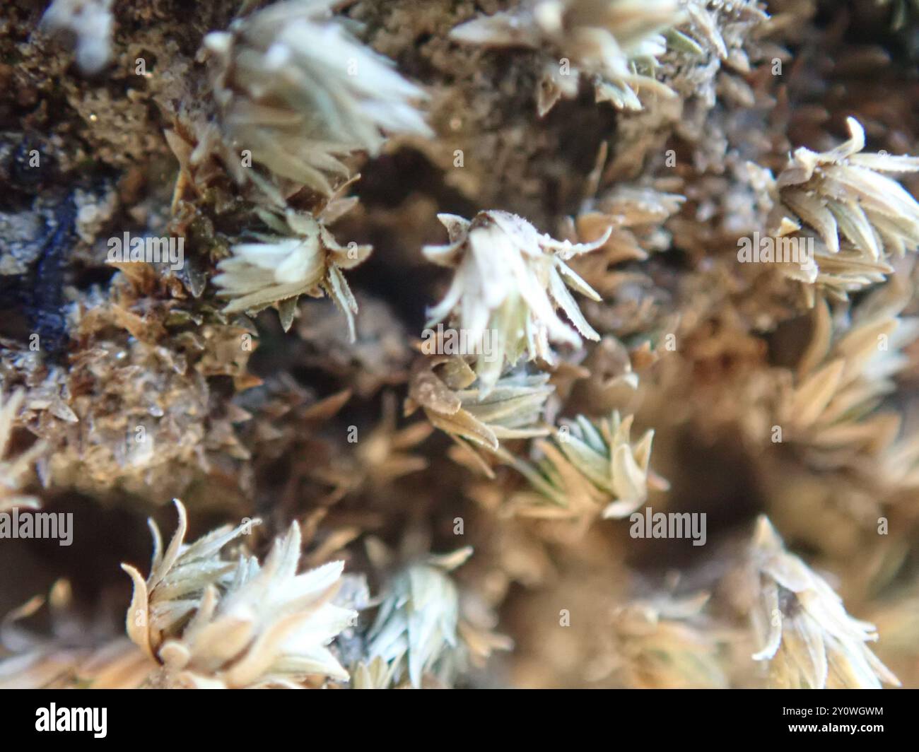 Desert Spikemoss (Selaginella eremophila) Plantae Stock Photo - Alamy