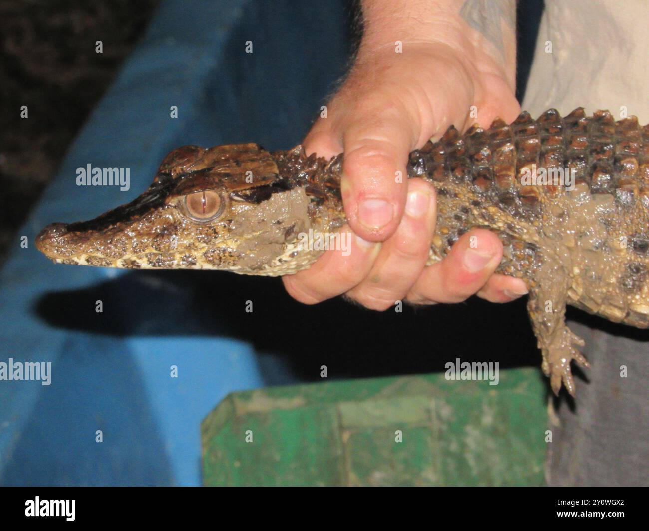 Schneider's Dwarf Caiman (Paleosuchus trigonatus) Reptilia Stock Photo ...