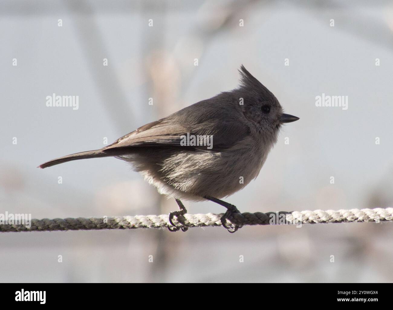 Juniper Titmouse (Baeolophus ridgwayi) Aves Stock Photo - Alamy