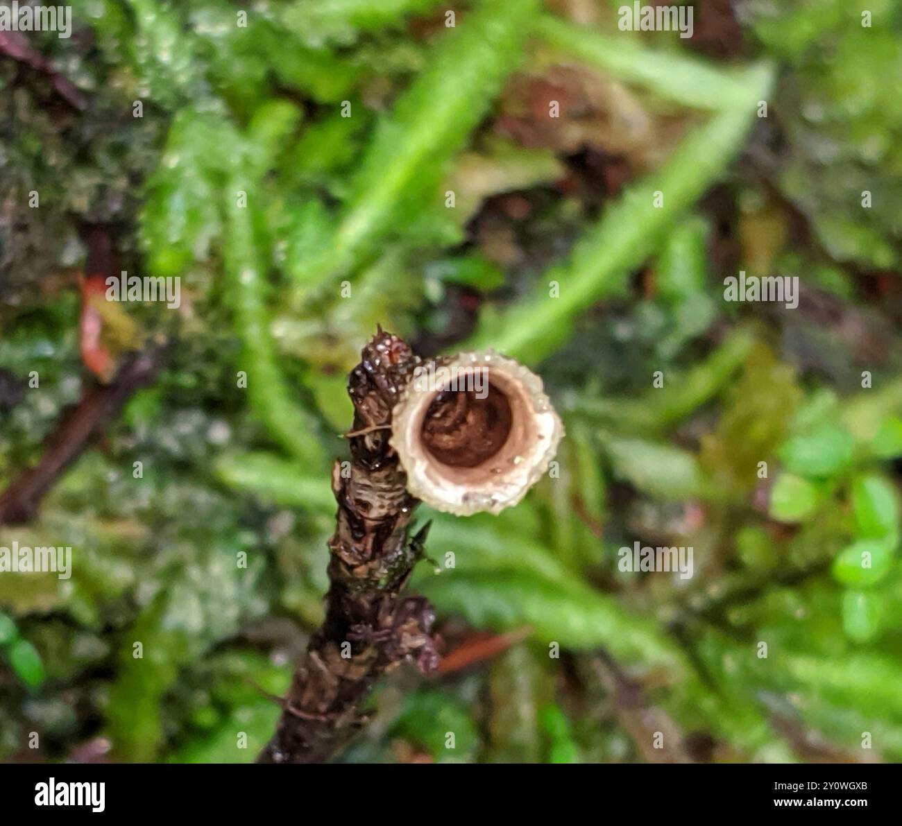 woolly bird's nest fungus (Nidula niveotomentosa) Fungi Stock Photo - Alamy