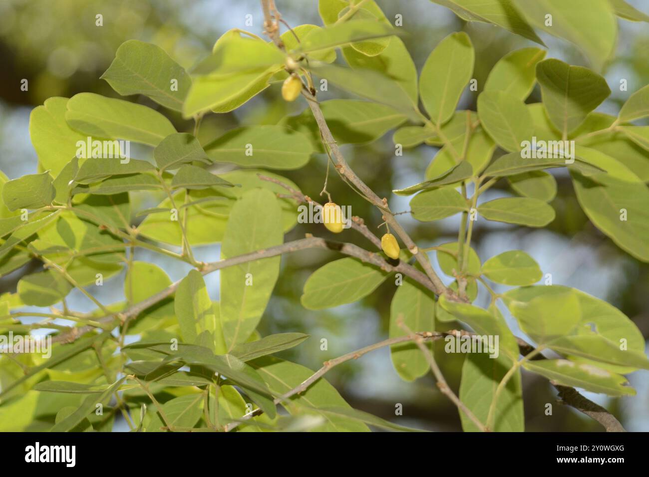 (Sapindus emarginatus) Plantae Stock Photo - Alamy