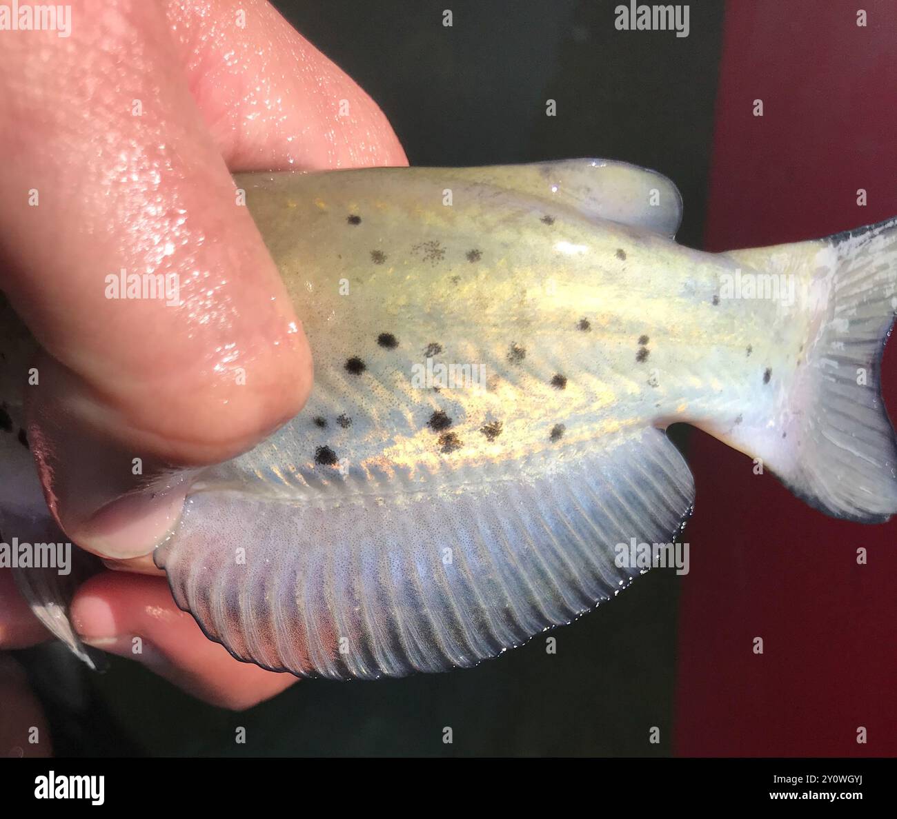 Channel Catfish (Ictalurus punctatus) Actinopterygii Stock Photo - Alamy
