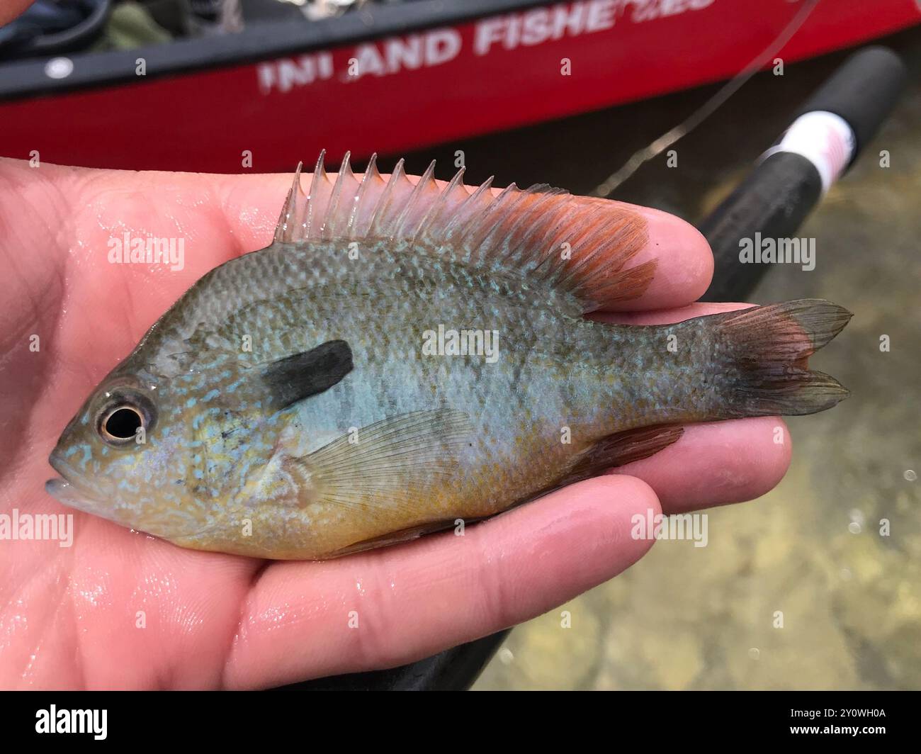 Longear Sunfish Complex (Lepomis megalotis) Actinopterygii Stock Photo ...