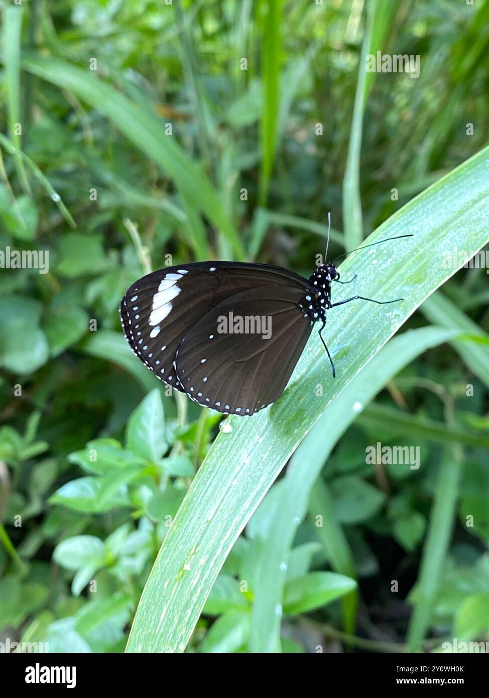Purple Crow Butterfly (Euploea tulliolus) Insecta Stock Photo - Alamy