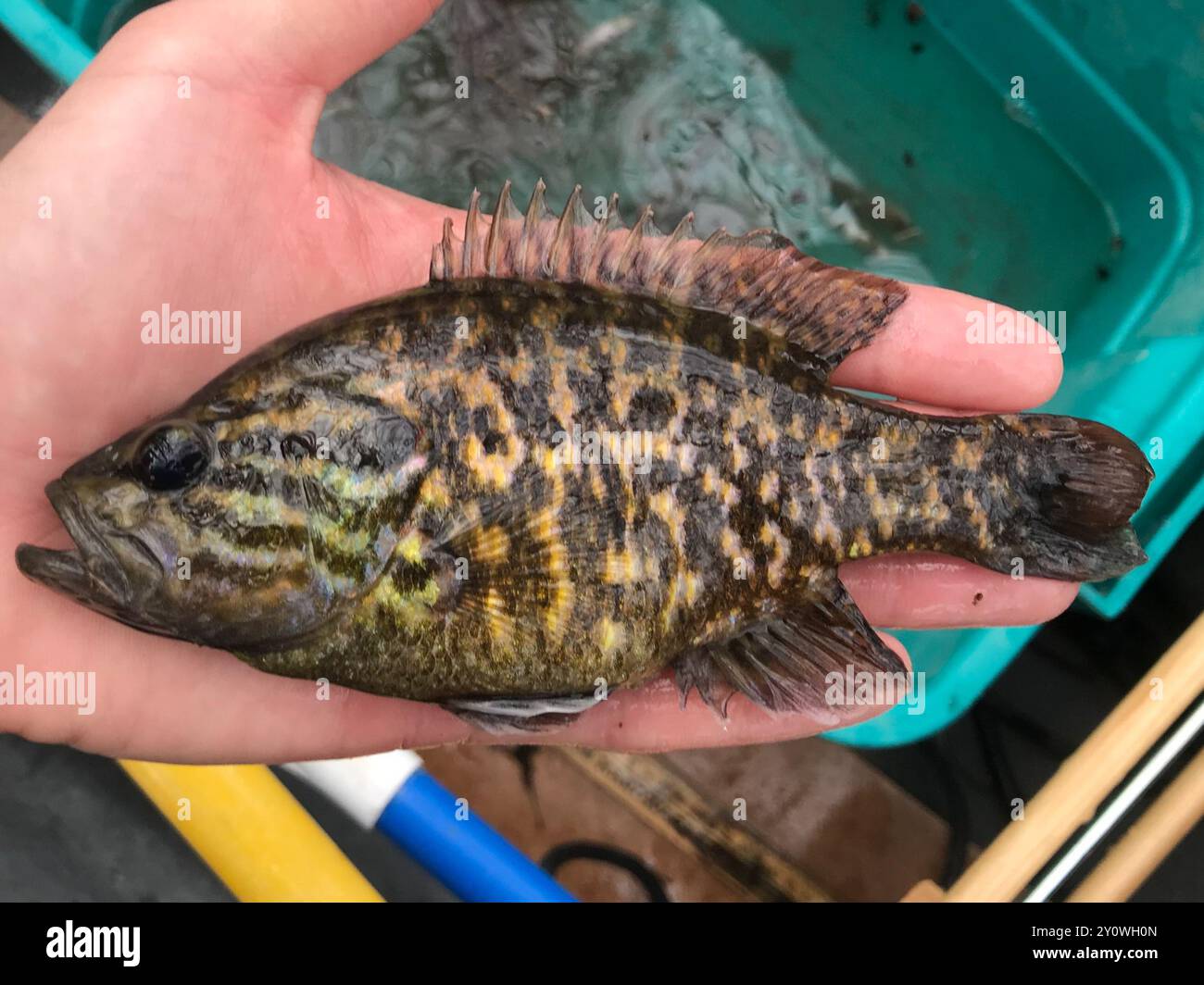 Warmouth (Lepomis gulosus) Actinopterygii Stock Photo - Alamy