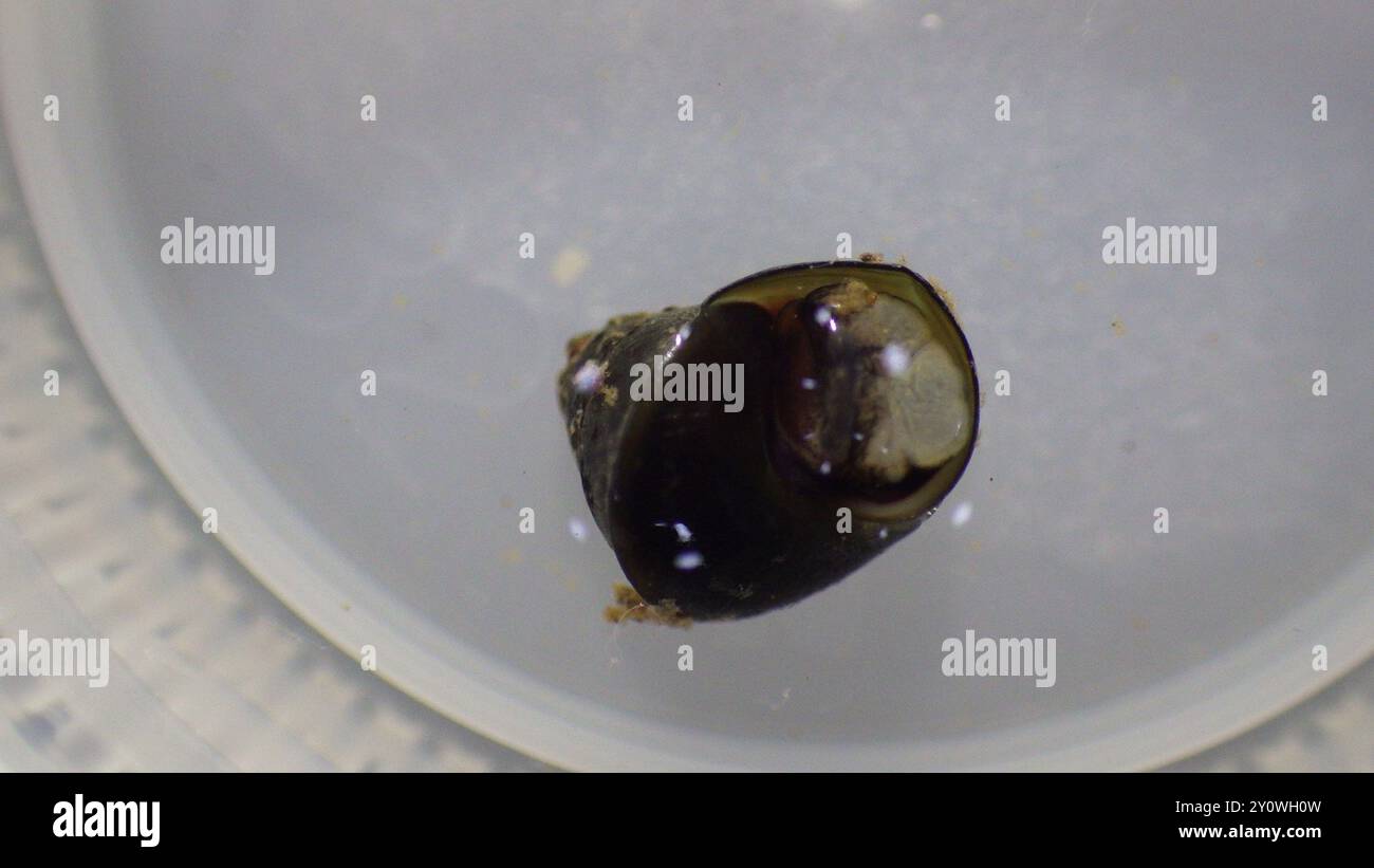 Caenogastropods (Caenogastropoda) Mollusca Stock Photo - Alamy