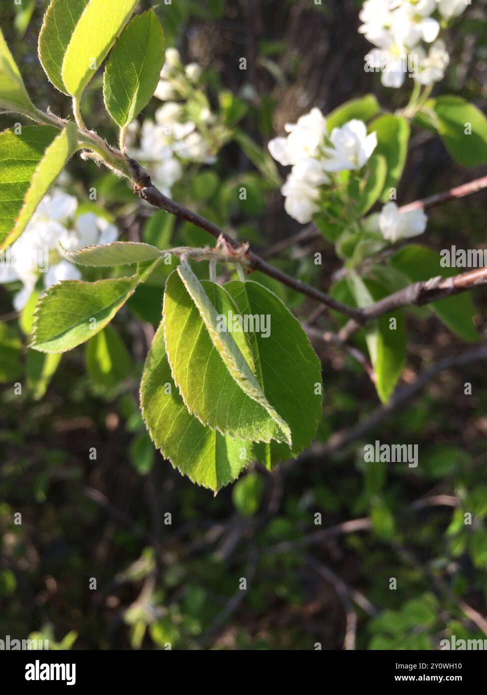 roundleaf shadbush (Amelanchier sanguinea) Plantae Stock Photo - Alamy