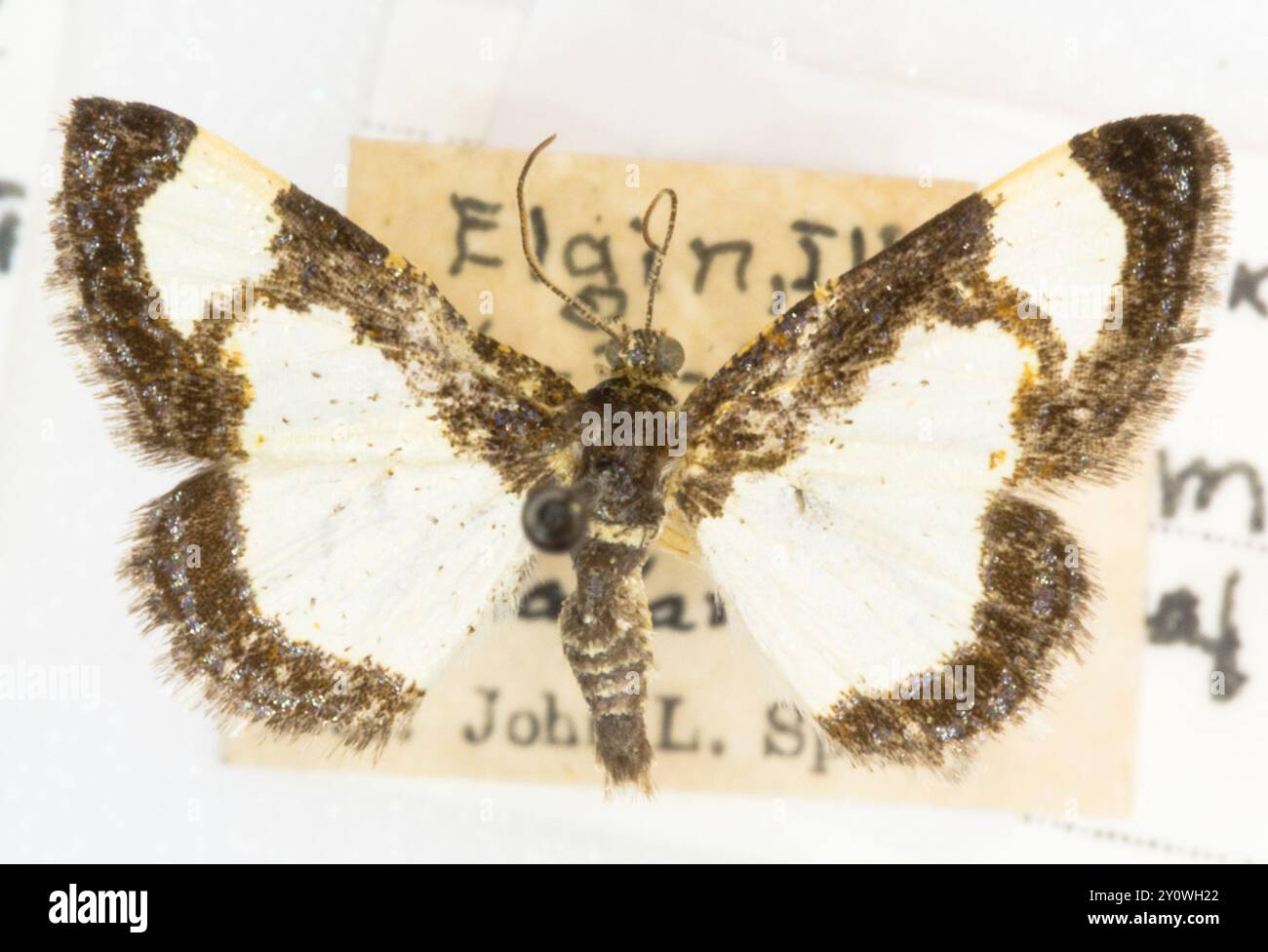 Common Spring Moth (Heliomata cycladata) Insecta Stock Photo - Alamy