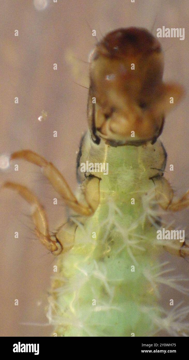 Little Sister Sedges (Cheumatopsyche) Insecta Stock Photo - Alamy