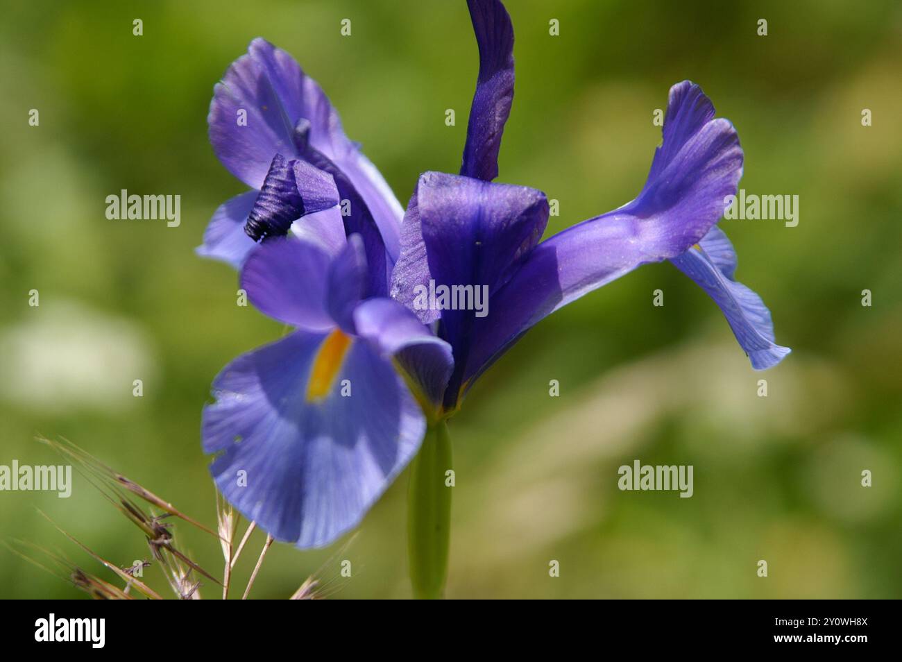 Spanish Iris (Iris xiphium) Plantae Stock Photo - Alamy