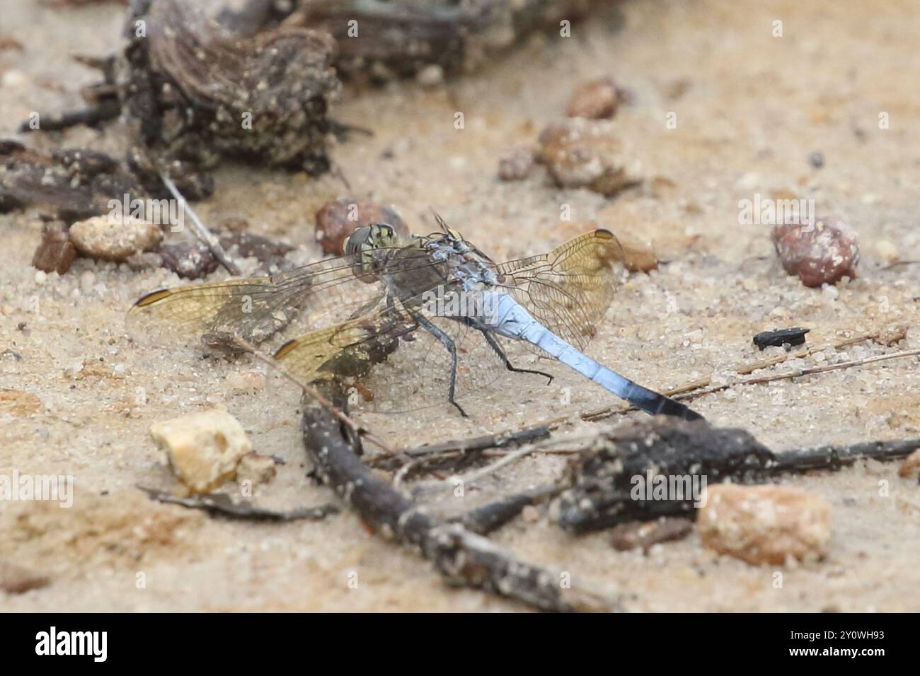 Blue Skimmer (Orthetrum caledonicum) Insecta Stock Photo - Alamy