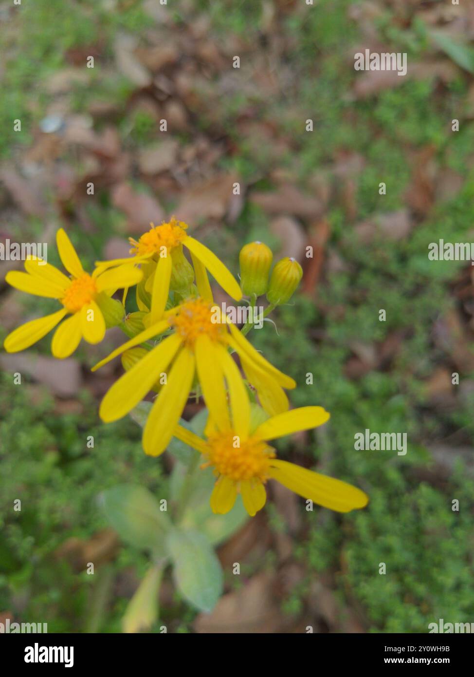 Texas ragwort (Senecio ampullaceus) Plantae Stock Photo - Alamy