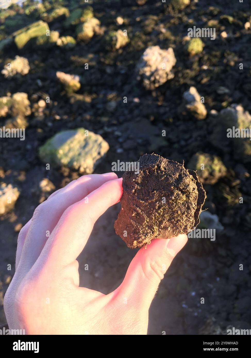 Pearl Oysters and Allies (Pterioidea) Mollusca Stock Photo - Alamy