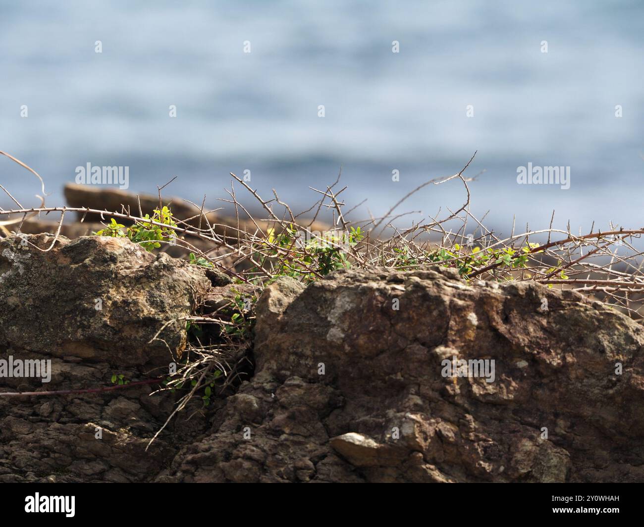 Lineate Supplejack (Berchemia lineata) Plantae Stock Photo - Alamy