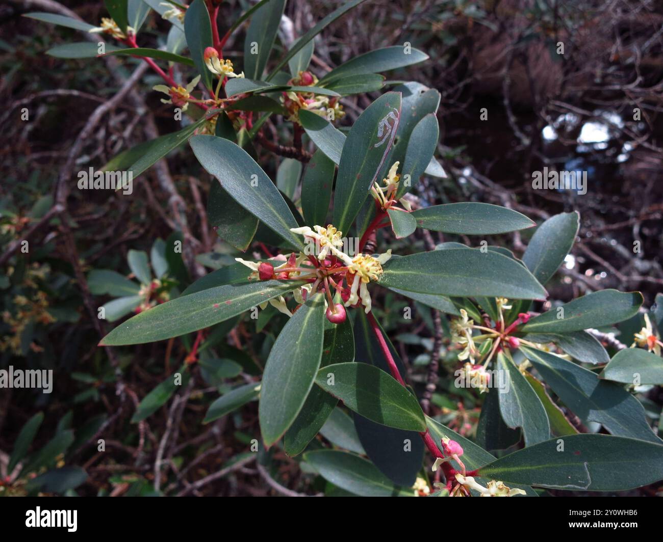 Mountain Pepper (Tasmannia lanceolata) Plantae Stock Photo - Alamy