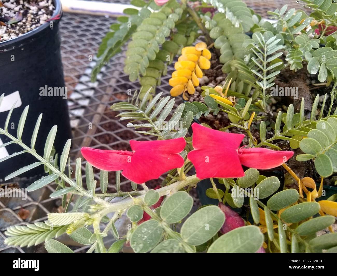 'ōhai (Sesbania tomentosa) Plantae Stock Photo - Alamy